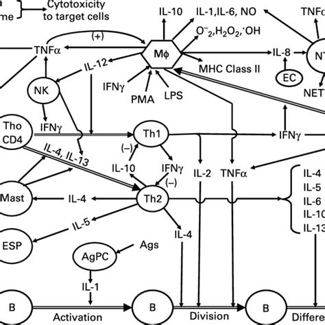 Pdf Amino Acids And Immune Function