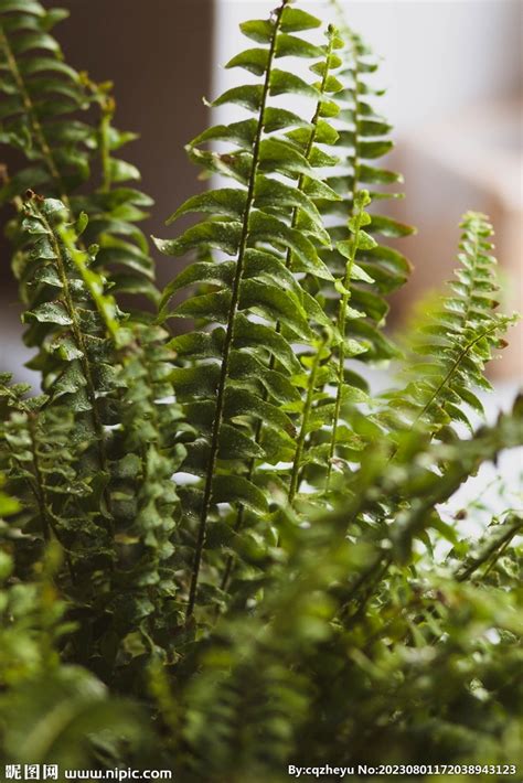 蕨类植物摄影图 树木树叶 生物世界 摄影图库 昵图网