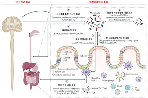 Medigate News 새로운 유행처럼 등장한 포스트바이오틱스 프로바이오틱스와 어떻게 다를까