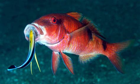 Cleaner Wrasses