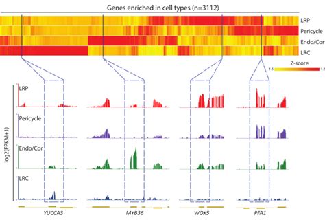isolation and transcriptome analysis of plant cell types protocol