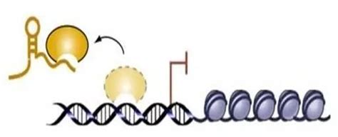 一文参透：lncrna研究思路、模式和数据库应用 知乎