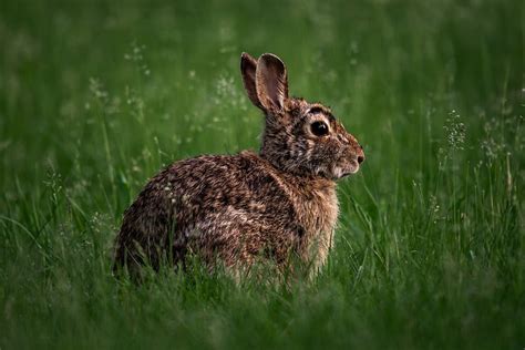 Eastern Cottontail Wild Rabbit Free Photo On Pixabay