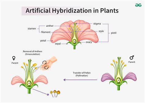 Crossbreeding Plants Essential Guide To Spider Plant Care And
