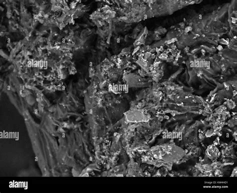 Scanning Electron Microscope Sem Micrograph Of A Plant Root With