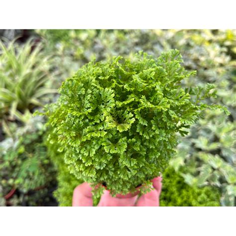 【多肉好好買】三寸盆 珊瑚卷柏 觀葉植物 現貨 蝦皮購物