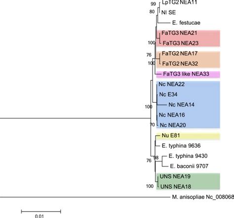 bootstrap consensus tree generated through maximum likelihood analysis