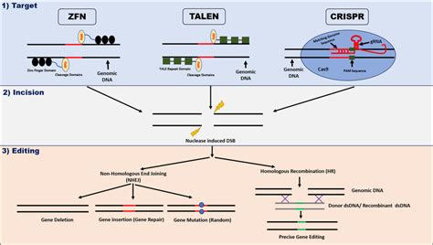 The Schematic Representation Of The Mechanisms Of Site Directed