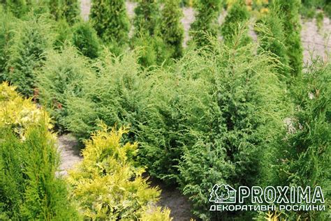 Ялівець звичайний Суецика Juniperus communis Suecica фото ціна купити ...