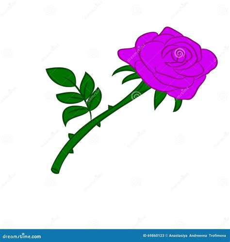 Purple Rose Stock Vector Illustration Of Aromatic Emblem 69860123
