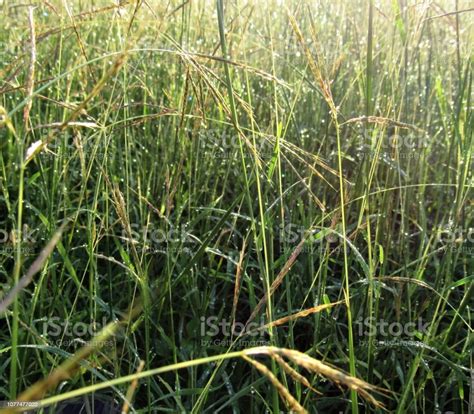 와 같은 다양 한 배경 용암 바위 벽에 이끼 풀 잎에이 슬 방울 이끼 가까이의 클로즈업을 석양 모래 잎 잔디 W 아침 빛 화산