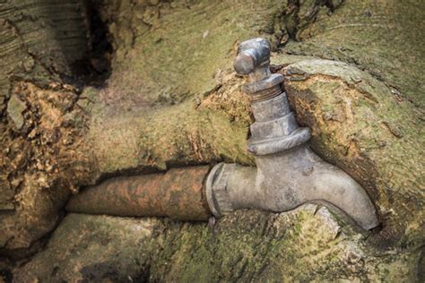 Help Tree Roots Are Invading My Sewer Line Consolidated Plumbing Blog