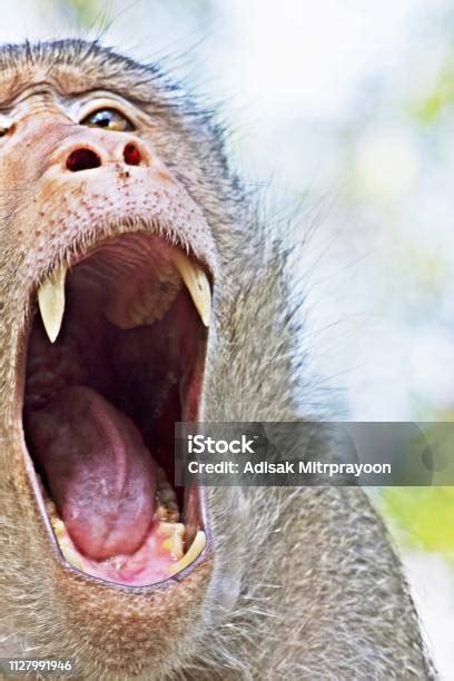 Monyet Menunjukkan Gigi Foto Stok Unduh Gambar Sekarang Anggota