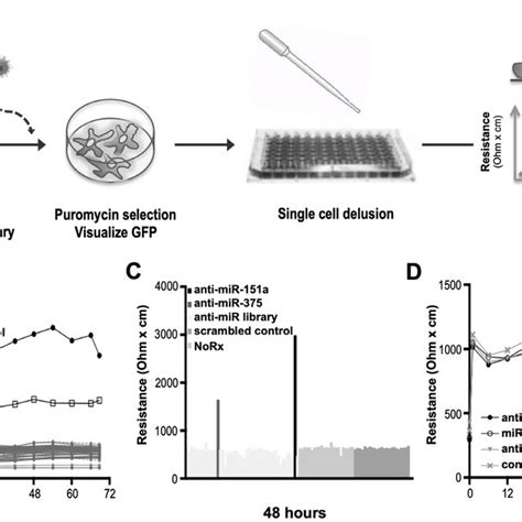 Identification Of Mirs Regulating Cell Cell Contact A Schematic