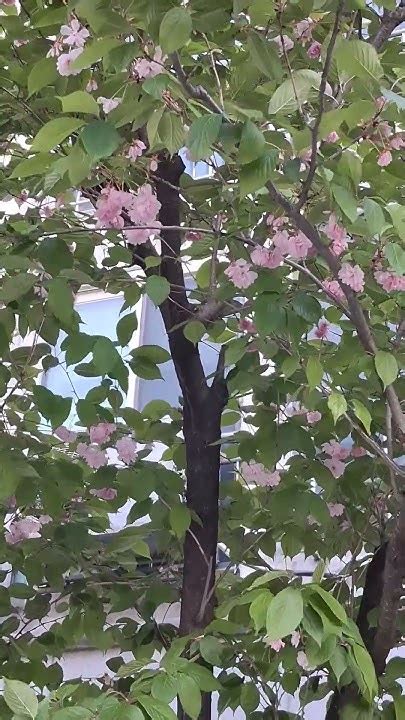 바람에 꽃잎이 떨어져 Youtube