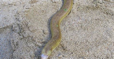 Cícero Lajes Encontro Com Uma Cobra Cega Cobra De Duas CabeÇas