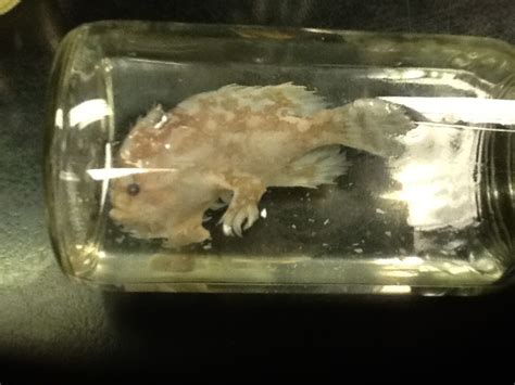 Gulf Toad Fish Vertebrates Fish Toad