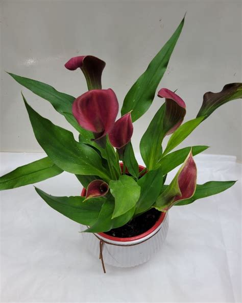 자주색 카라 세라믹화분 배민 장보기∙쇼핑