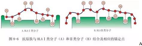 Mhc和抗原肽的结合方式 百科ta说
