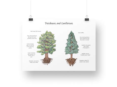 Conifer Vs Deciduous Trees Printable Classroom Poster For Tree