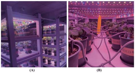 investigating the effects of full spectrum led lighting on strawberry
