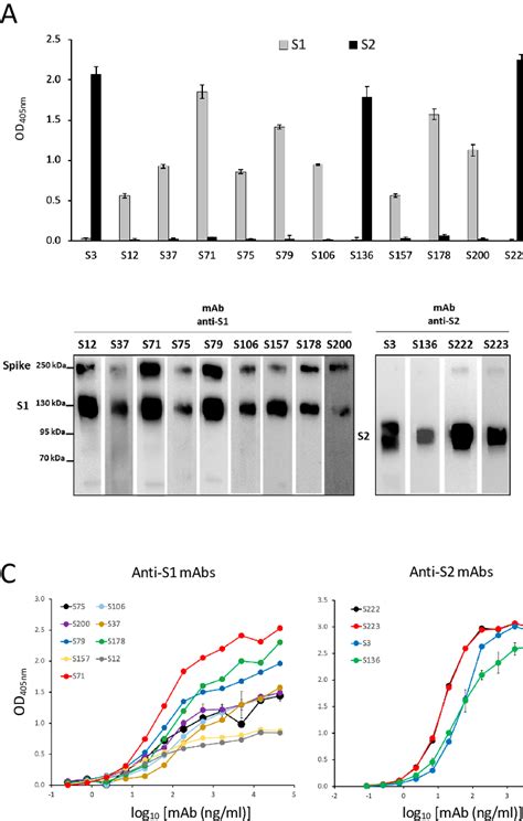 Igg Subclass Spike Domain Specificity Ec 50 And Peptide Recognition