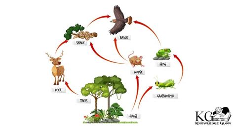 Types Of Food Chain Ppt Design Talk