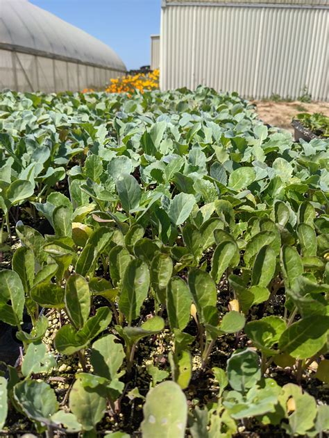 Gallery — Nipomo Native Seed