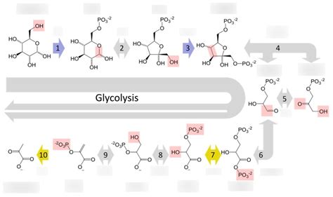 Glycolysis Steps Diagram Quizlet