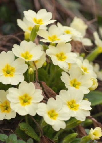 Prim Rouge Rouge The Bat Fan Casting