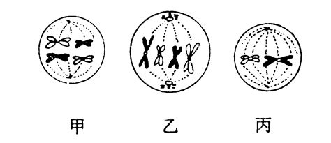 图中甲乙丙3个图分别表示某种生物的3个正在进行分裂的细胞据图回答 1甲图表示 时期2乙图表示 时期 3丙图表示 时期