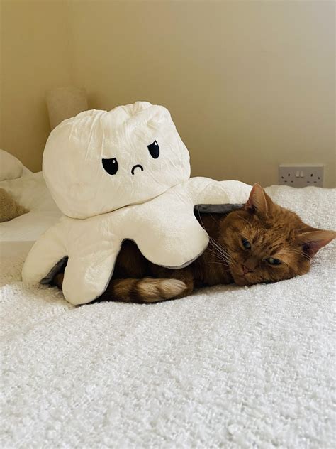 He Looks Cute Here But The Plushie Encapsulates His Personality