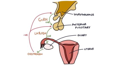 Female Sex Hormones And Puberty Flashcards Quizlet