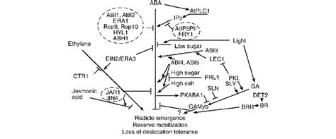 Scheme Of Signaling Pathways That Interact With The Aba Regulation Of