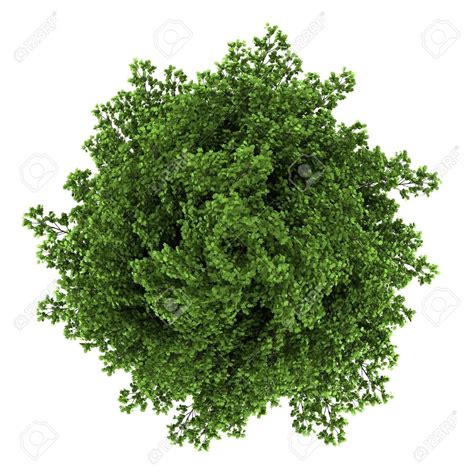 Tree Plan Png Free Download