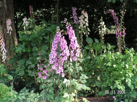 Foxglove And Delphium Delphinium Foxglove Hollyhock