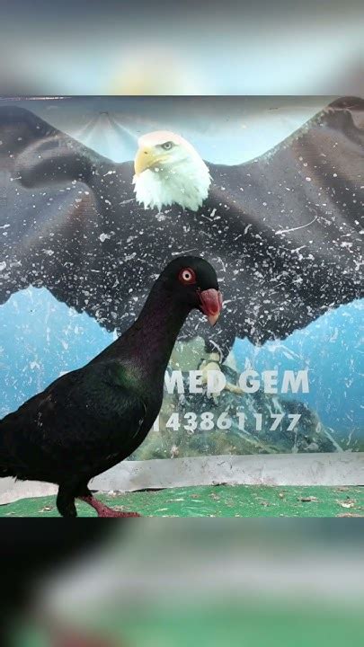 دنش دنيماركى Youtube