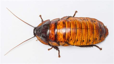 Hissing Cockroach Guide To Madagascar Hissing Cockroaches