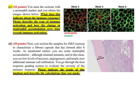 Solved 5 Having Demonstrated Good Cell Compatibility You