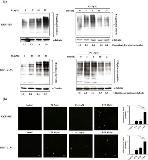 Pl Induces Poly Ubiquitinated Protein Accumulation Kku 055 And