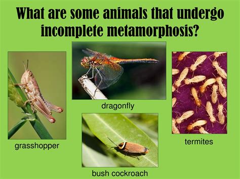 Ppt Complete And Incomplete Metamorphosis Powerpoint Presentation