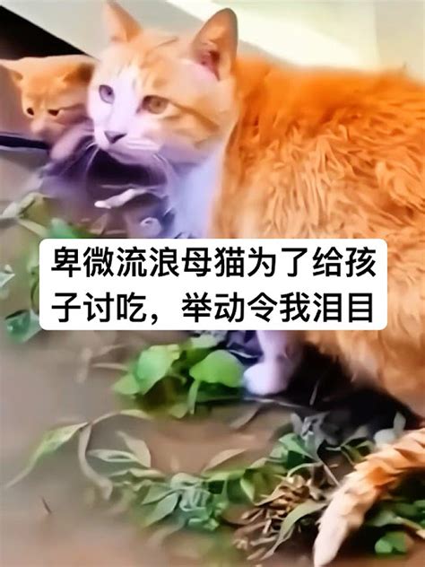 母爱，不分物种，母猫的伟大令我破防感人瞬间 关爱流浪猫 Straycat Youtube