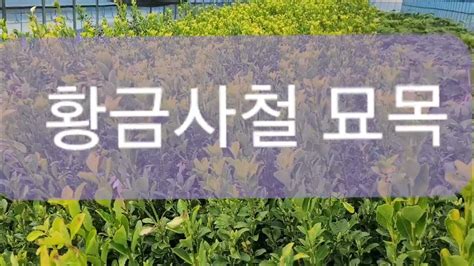 황금사철 묘목 4만주 있습니다 황금사철 Youtube