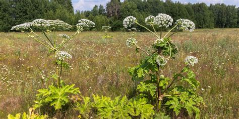 Cow Parsnip Vs Giant Hogweed A Comparison Gfl Outdoors Cow Parsnip Vs Giant Hogweed A Comparison Gfl Outdoors