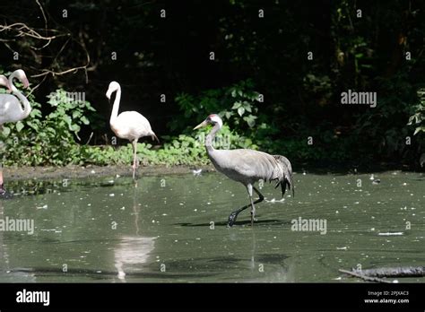 Greater Flamingo Phoenicopterus Roseus And Common Crane Grus Grus Picture Taken In