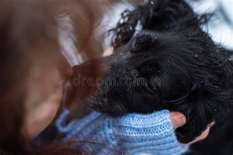 Girl Kisses Cute Black Cocker Spaniel On Nose Stock Image Image Of
