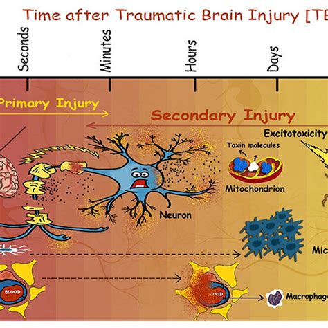 Cover Figure Tug Of War During Tbi Download Scientific Diagram