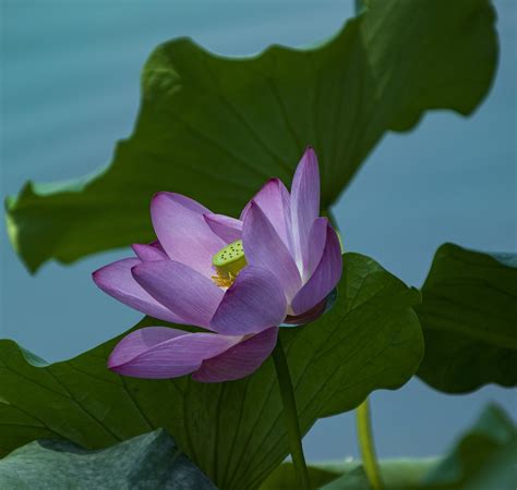 Lotus Flower Plant Free Photo On Pixabay