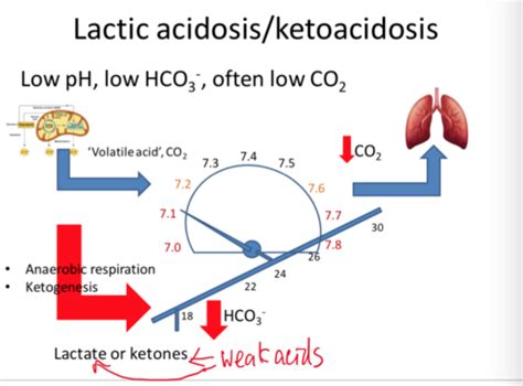 22 Clinical Acid Base Disorders Flashcards Quizlet