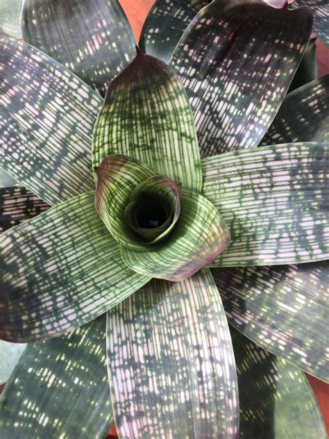 Bromeliad Vriesea Gigantea 4 Pot Etsy